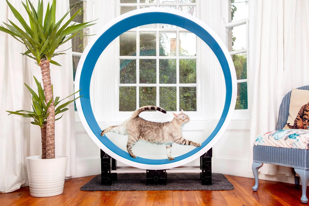 Fit 'n' Fun Cat Wheel | Fun Fitness for Indoor Cats