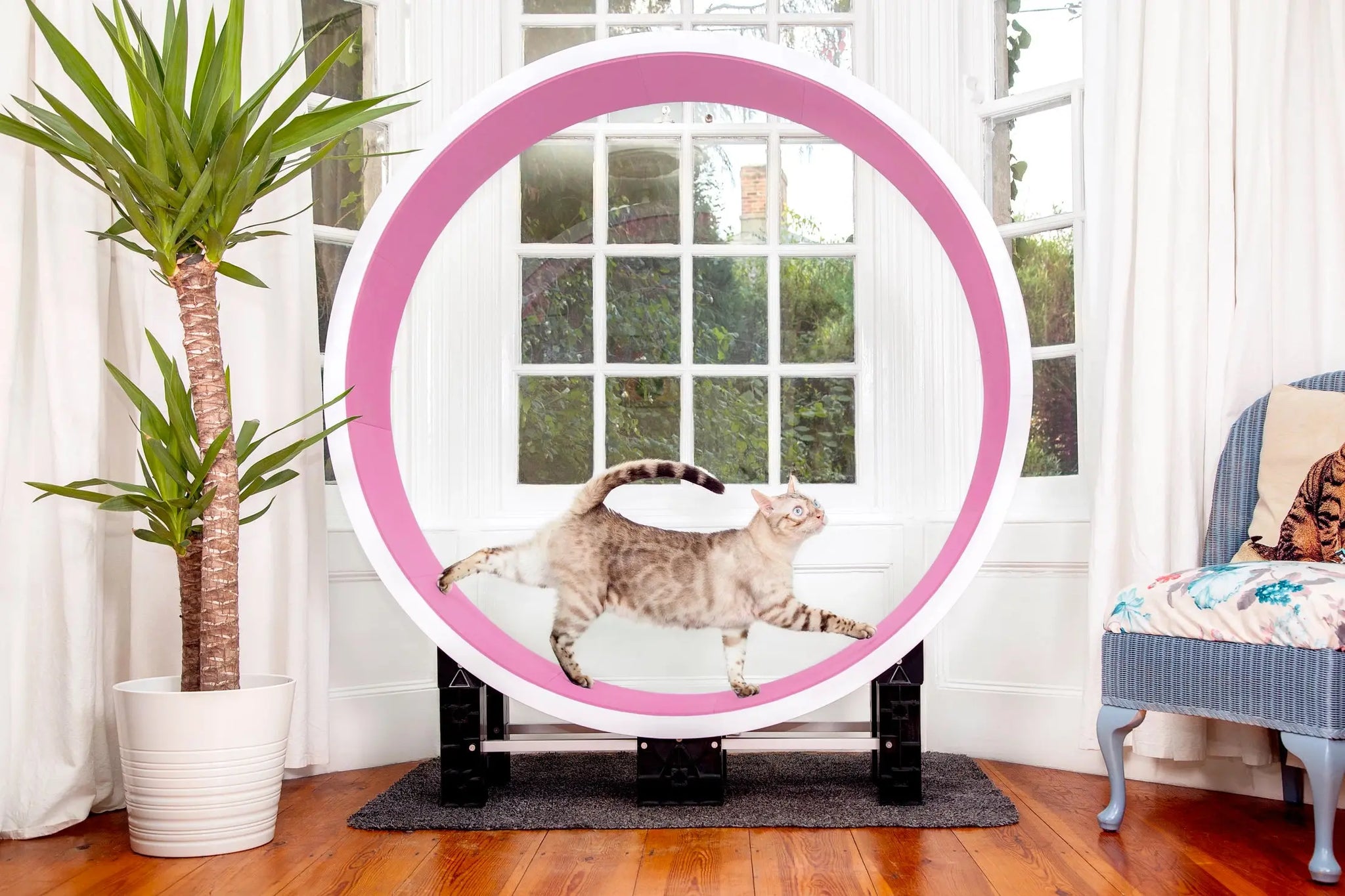 Fit 'n' Fun's Ferris Cat Wheel – Fit 'n' Fun Cat Wheel